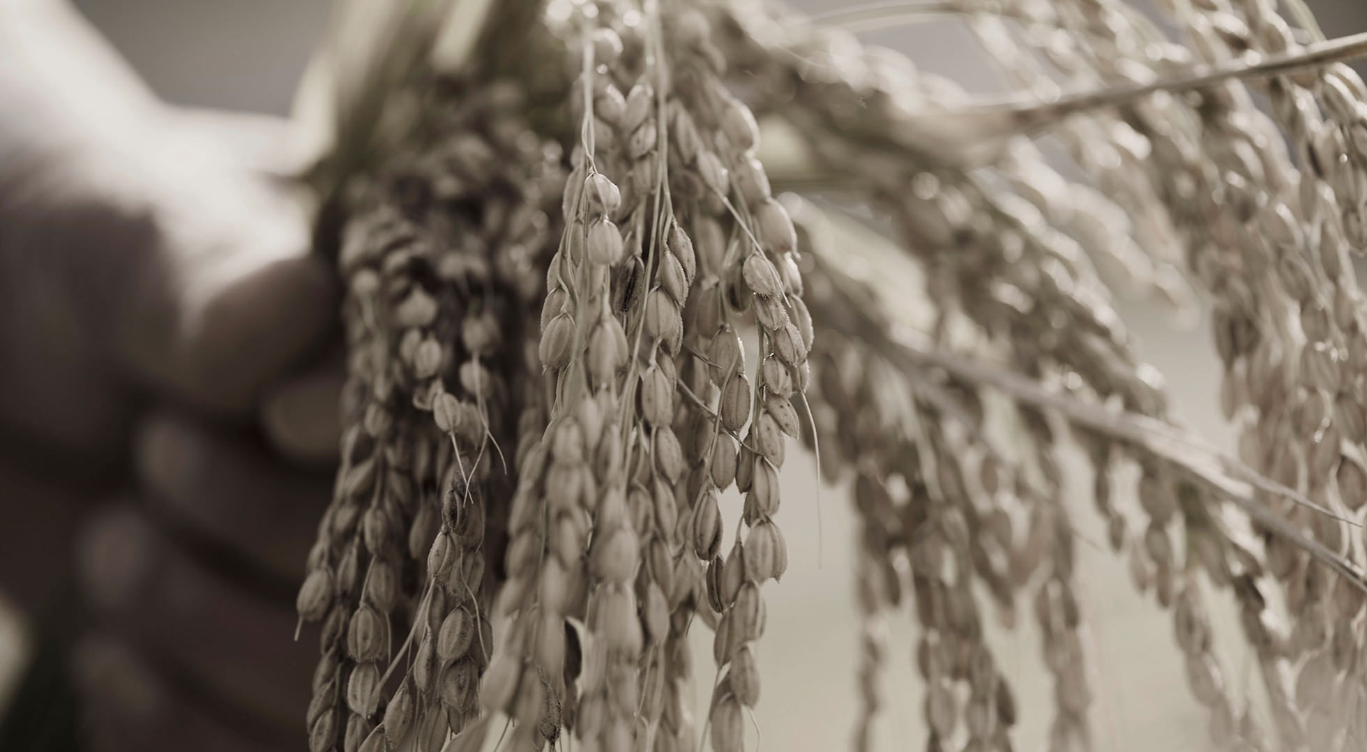 Nihonshu | HISTORIA | JAPAN HOUSE