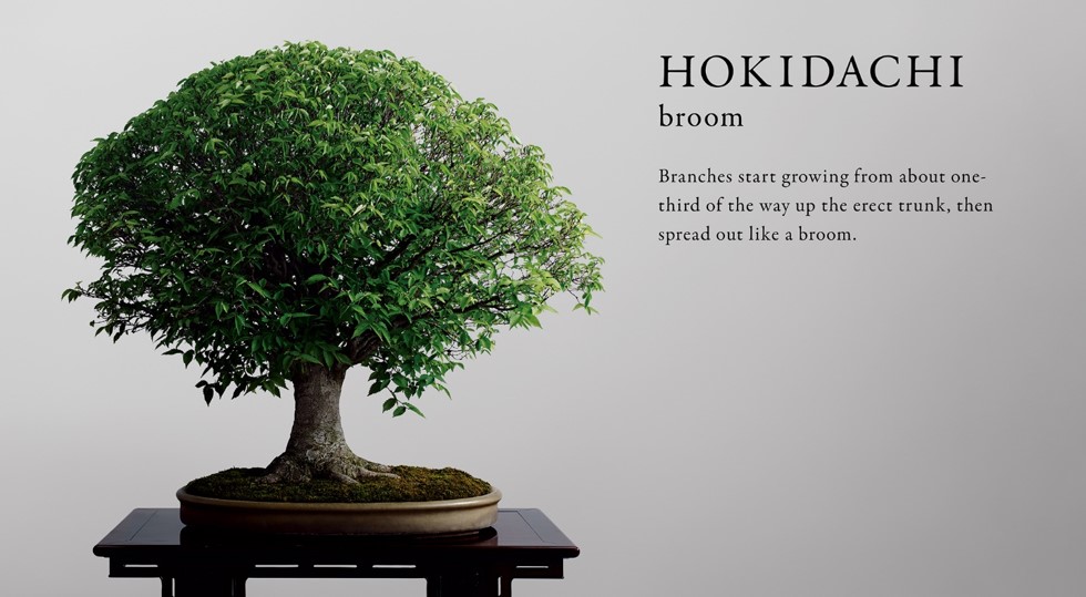 Bonsai | STORIES | JAPAN HOUSE
