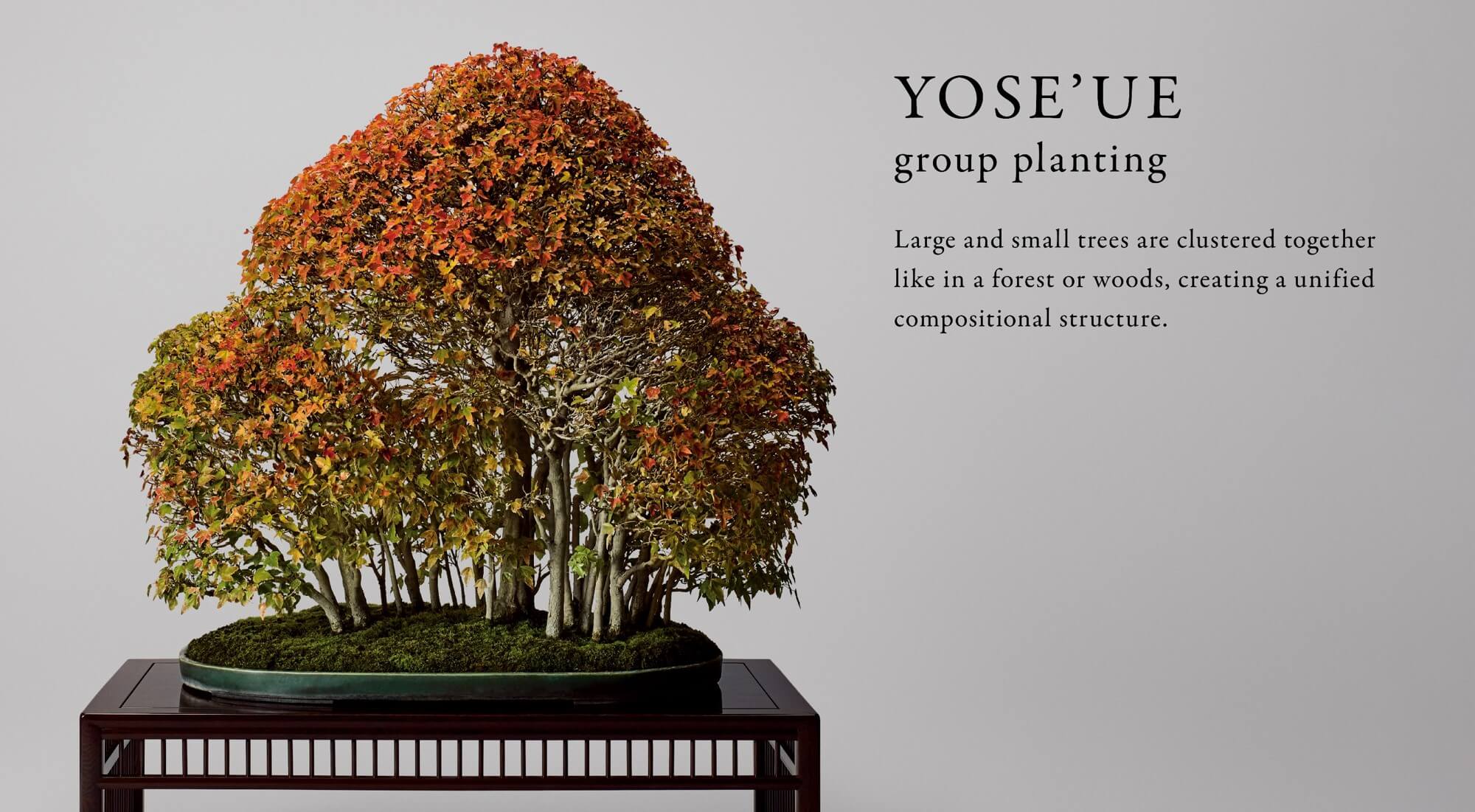 Bonsai | STORIES | JAPAN HOUSE