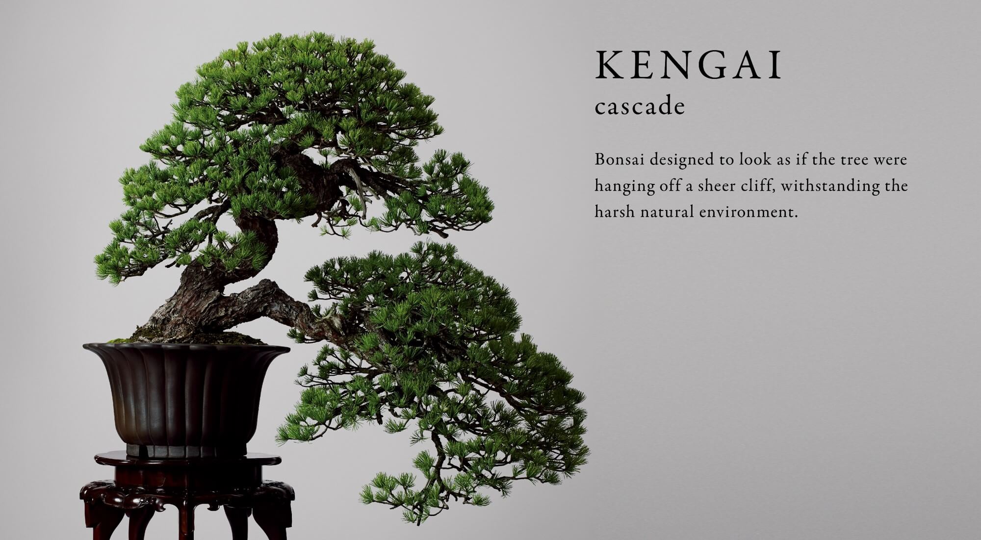 Bonsai | STORIES | JAPAN HOUSE