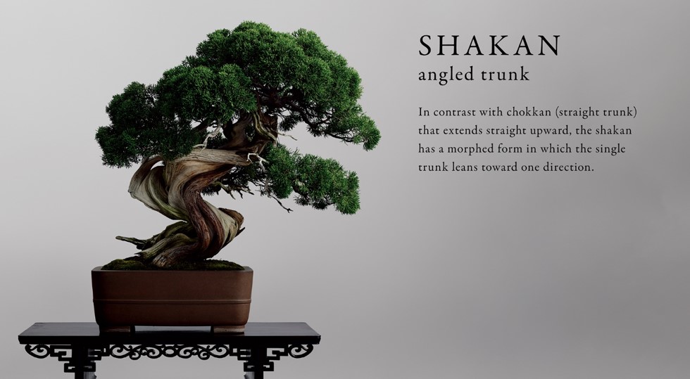 Bonsai | STORIES | JAPAN HOUSE