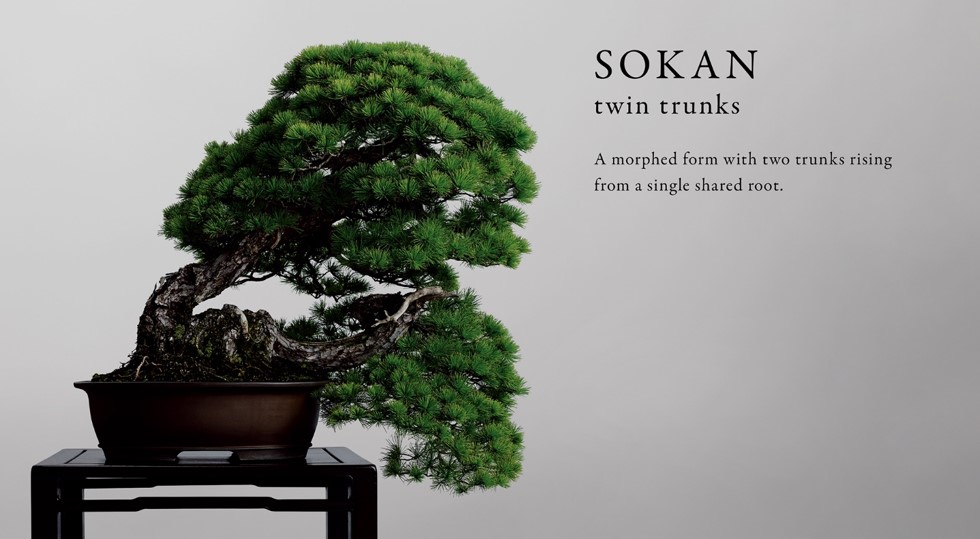 Bonsai | STORIES | JAPAN HOUSE